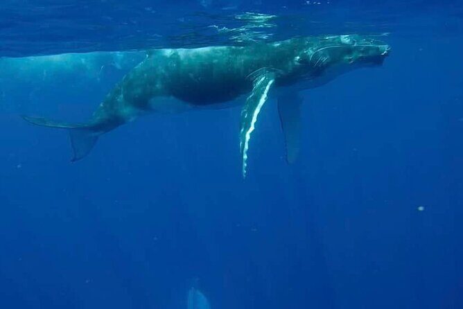 Guided Small Group Whale Watching and Swim Tour Tahiti - A Deep Dive into the Tahiti Whale Watching Experience