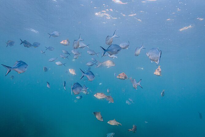 Guided Snorkel Experience, Advanced - The Equipment and Its Impact on the Experience