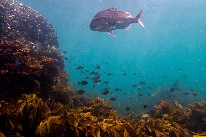 Guided Snorkel Experience, Advanced - Pricing and Value for Money
