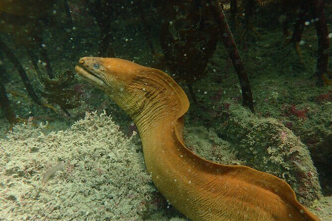 Guided Snorkel Experience, Advanced - Review Highlights: Authentic Perspectives