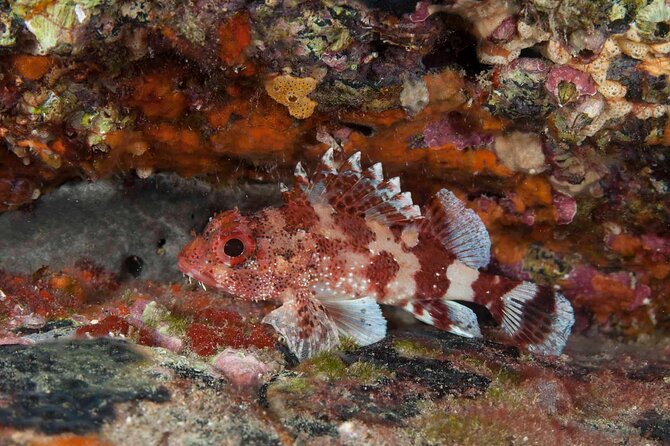 Guided Snorkel Experience - Frequently Asked Questions