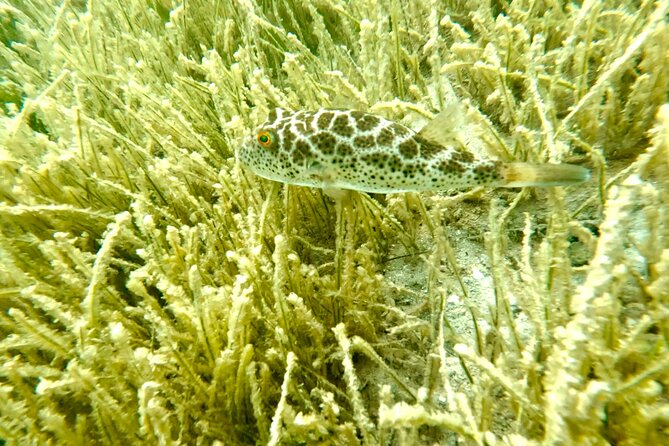 Guided Snorkel Experience, Free Videos in West Palm Beach - Customer Feedback and Ratings