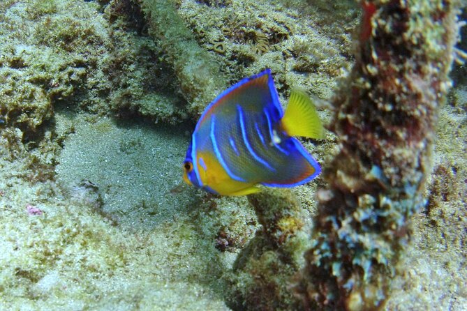 Guided Snorkel Experience in Fort Lauderdale - FAQ