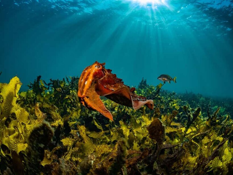 Guided Snorkel Tour at Australias most iconic beach - Key Points
