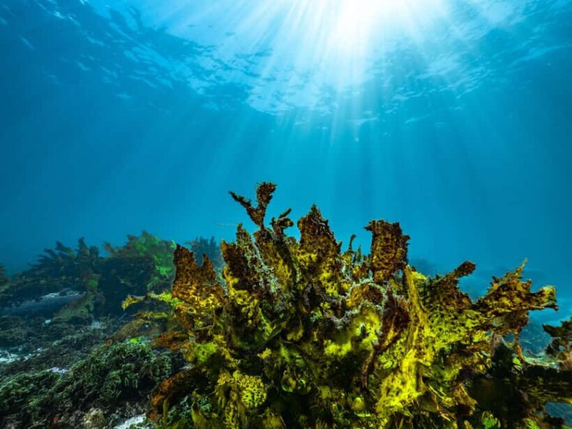 Guided Snorkel Tour at Australias most iconic beach - Exploring the Snorkel Tour Experience in Detail