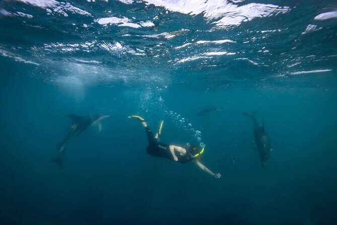 Guided Snorkeling and Island Exploration in Auckland - Authentic Insights from Travelers