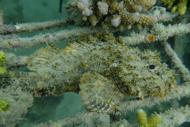 Guided Snorkeling and Island Exploration in Auckland - The Sum Up: Who Should Consider This Tour?