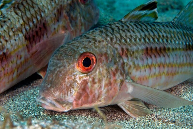 Guided Snorkeling Experience - Reviews in Their Own Words