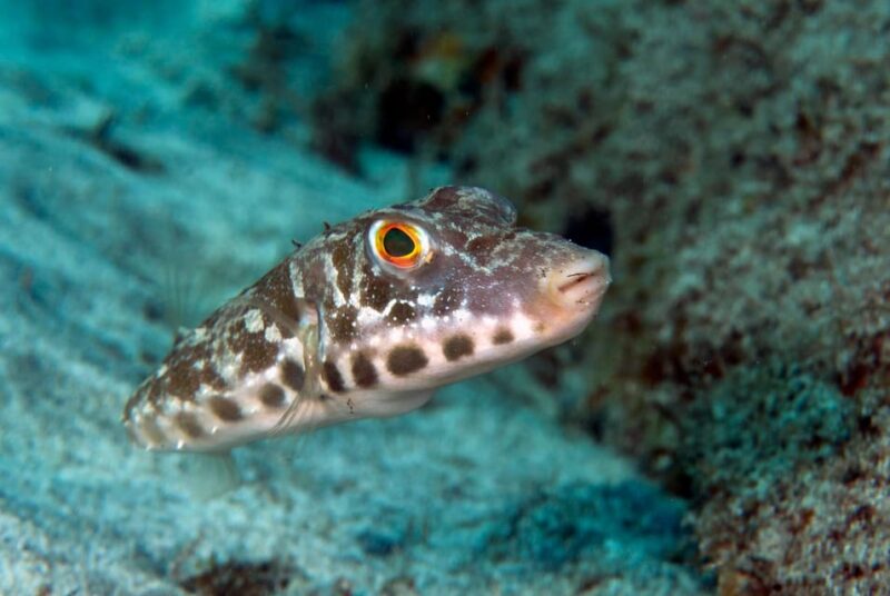 Guided Snorkeling Experience - FAQ