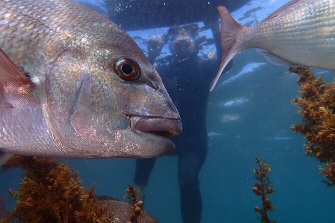 Guided Snorkeling for Beginner - Introduction: A Beginner’s Guide to Snorkeling at Goat Island