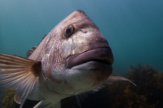 Guided Snorkeling for Beginner - Key Points