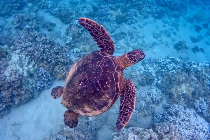 Guided Snorkeling for Beginners with Flotation Wetsuit - What You Can Expect During the Tour