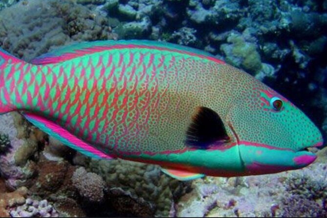 Guided Snorkeling for Beginners with Flotation Wetsuit - Who Should Book This Tour?
