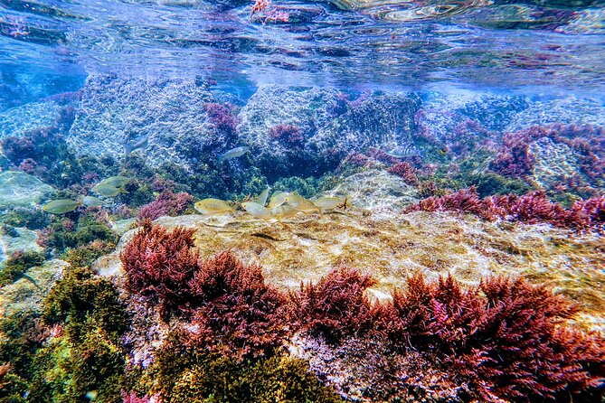 Guided snorkeling route in the Strait Natural Park - What to Expect: A Detailed Overview