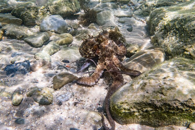 Guided snorkeling route in the Strait Natural Park - Final Thoughts: Who Will Love This Tour?