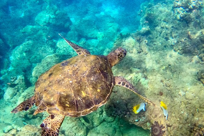 Guided Snorkeling Tour for Non-Swimmers Wailea Beach - The Value of Guided, Beginner-Focused Snorkeling