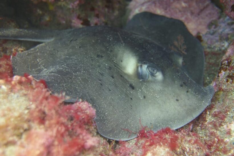 Guided Snorkelling experience in south of Gran Canaria - Why This Tour Offers Good Value