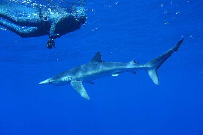 Guided Swimming Experience with Sharks in Portugal - Why This Tour Offers Great Value
