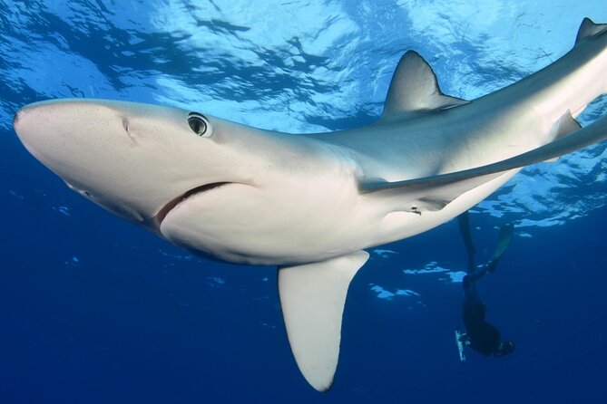 Guided Swimming Experience with Sharks in Portugal - The Experience for Different Travelers