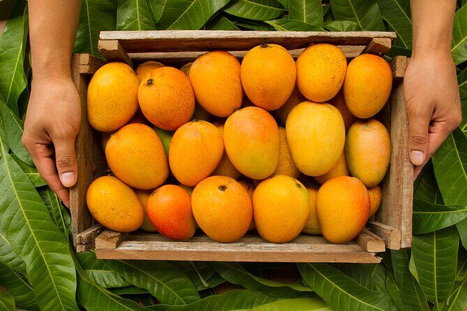 Guided Tasting of 15+ Tropical Fruits in Playa del Carmen - Introduction