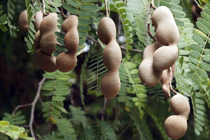 Guided Tasting of 15+ Tropical Fruits in Playa del Carmen - FAQ