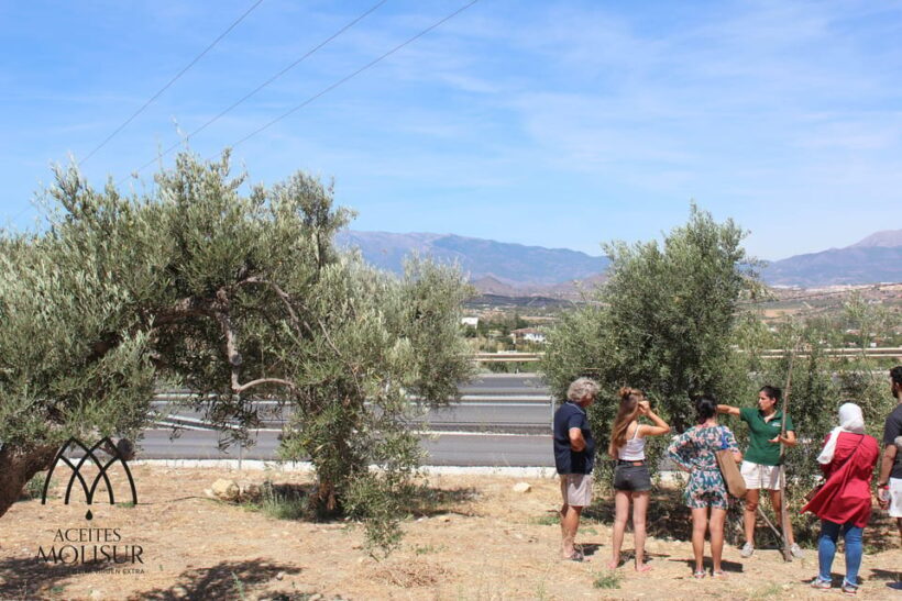 Guided tour and oil tasting at the Aceites Molisur factory - Key Points