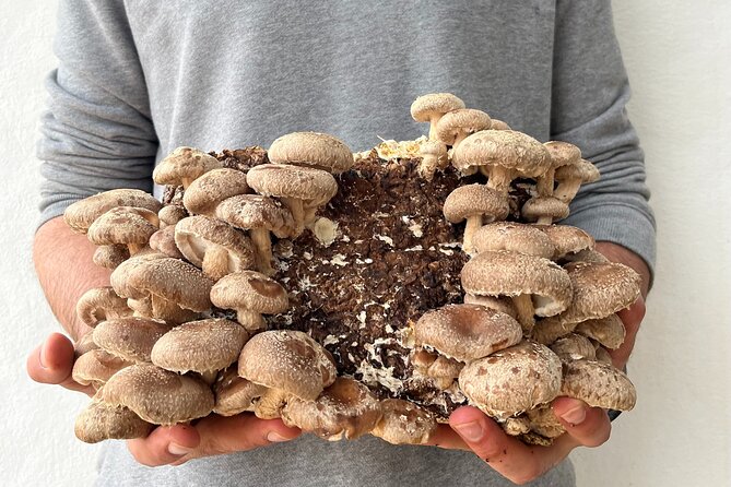Guided Tour and Tasting in Mushroom Cultivation - What to Expect During Your Visit