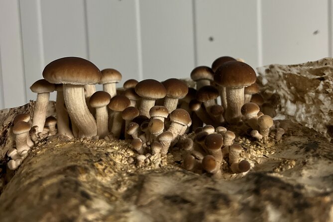 Guided Tour and Tasting in Mushroom Cultivation - Culinary Delights: Tasting Menorcas Finest Mushrooms