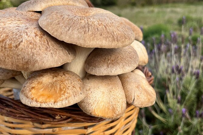 Guided Tour and Tasting in Mushroom Cultivation - Accessibility Features for a Comfortable Visit