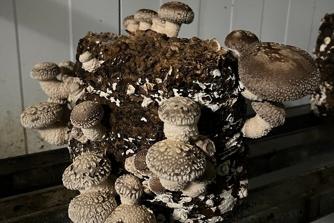 Guided Tour and Tasting in Mushroom Cultivation - Traveler Reviews: Hear From Those Whove Visited