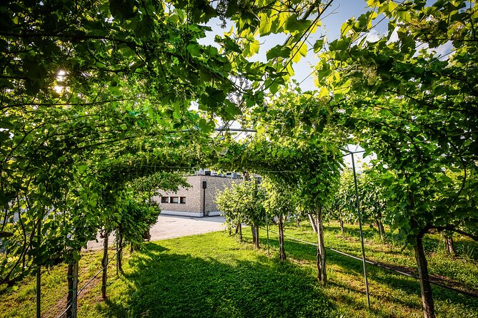 Guided Tour and wine tasting 5 wines to discover the Conegliano Valdobbiadene - Exploring the Conegliano Valdobbiadene Wine Region: A Practical Guide to the Guided Tour and Tasting Experience