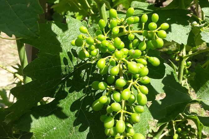 Guided Tour and Wine Tasting Northern Rhône Valley - Wine Tastings and Snacks