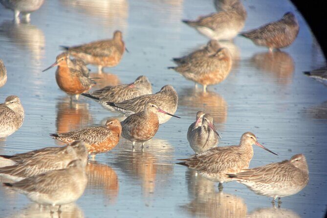Guided Tour at Pukorokoro Shorebird Centre - Why Choose This Tour?