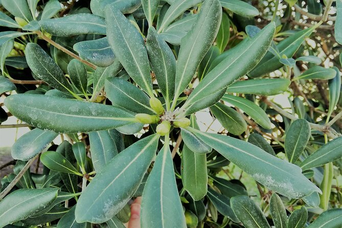 Guided Tour Ciutadella Park Nature, Triumphal Arch and Gaudí in Barcelona. - FAQs