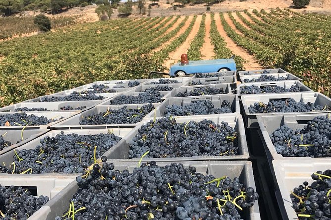 Guided Tour Glass in Hand With Wine Tasting Directly From the Barrel - Why Travelers Recommend This Wine Tasting Experience