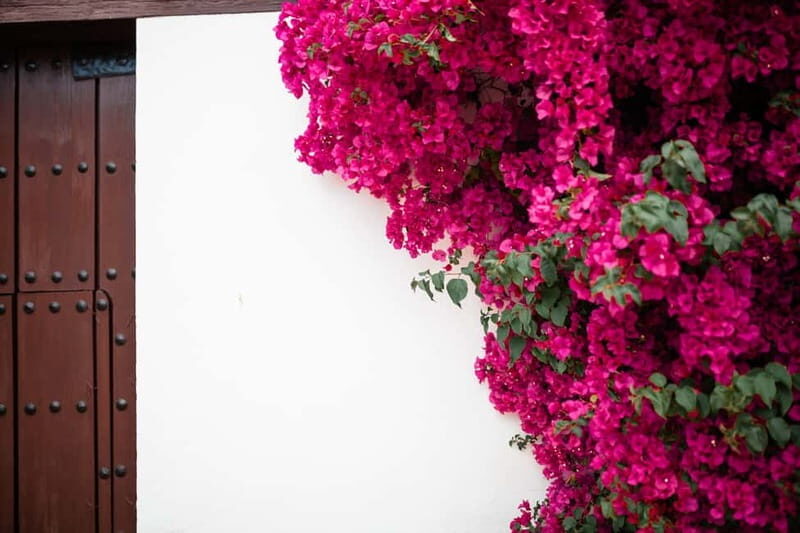 Guided tour in Spanish to the courtyards of Córdoba - The Seasonality & Why It Matters