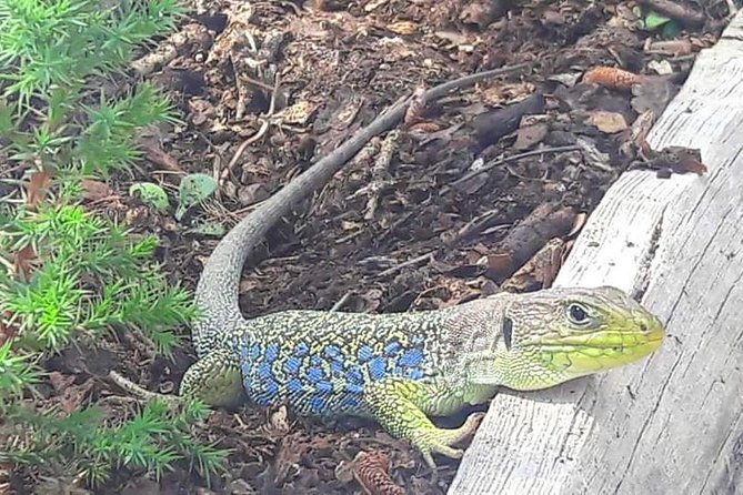 Guided Tour in the Enchanted City - Highlights of the Tour Experience