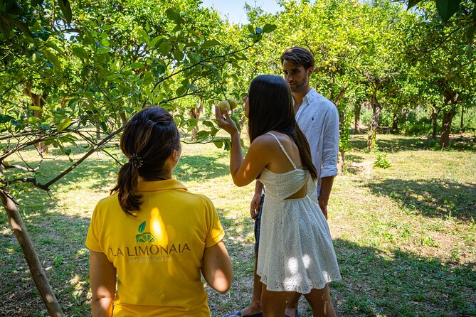 Guided Tour of a Historic Lemon Grove in Sorrento - Tasting the Lemon-Based Products