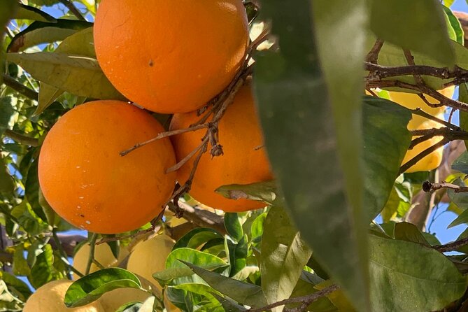 Guided Tour of a Historic Lemon Grove in Sorrento - Highlights From Visitor Experiences