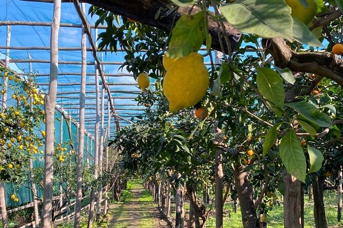 Guided Tour of a Historic Lemon Grove in Sorrento - Critiques and Recommendations