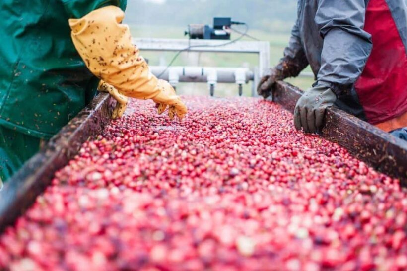 Guided Tour of a Local New England Cranberry Farm - Transportation and Logistics — Making It Easy