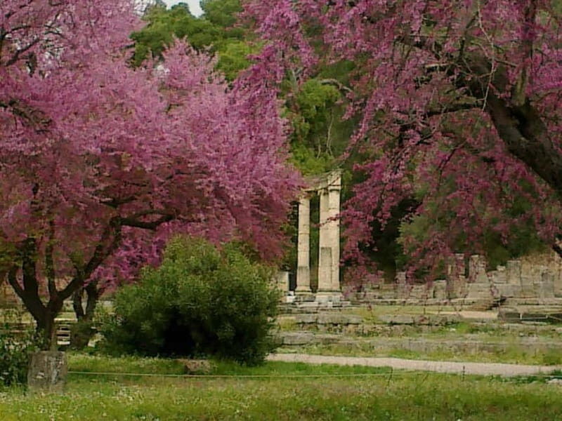 Guided tour of ancient Olympia by an Italian-born guide-archaeologist - Exploring Olympia with a Passionate Guide