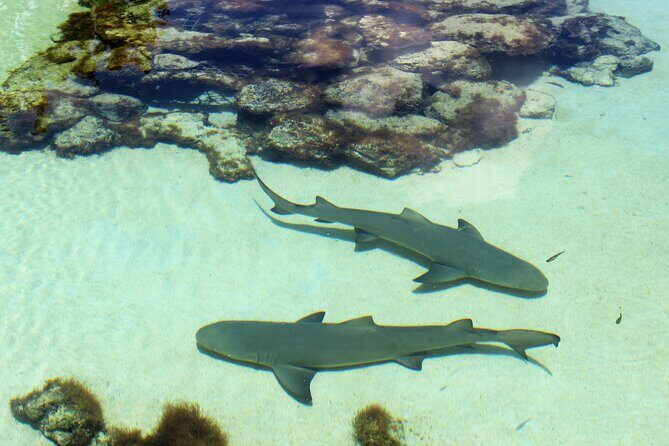 Guided Tour of Coral World Ocean Park & Happy Hour - Key Points