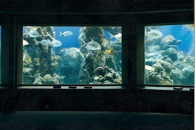 Guided Tour of Coral World Ocean Park & Happy Hour - An In-Depth Look at the Coral World Ocean Park & Happy Hour Tour