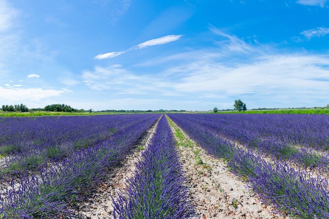 Guided Tour of Lavender Distillery Between Provence & Camargue - Olfactory Discovery at the Scent Bar