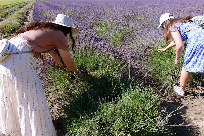 Guided Tour of Lavender Distillery Between Provence & Camargue - Seasonal Production and Extraction Processes
