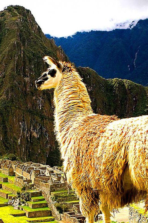 Guided tour of Machu Picchu from Aguas Calientes - The Sum Up