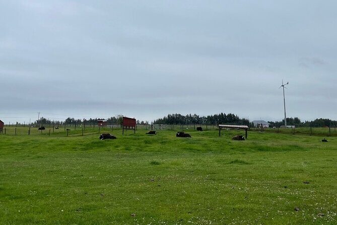 Guided Tour of Musk Ox Farm & Scenic Drive from Anchorage - FAQ