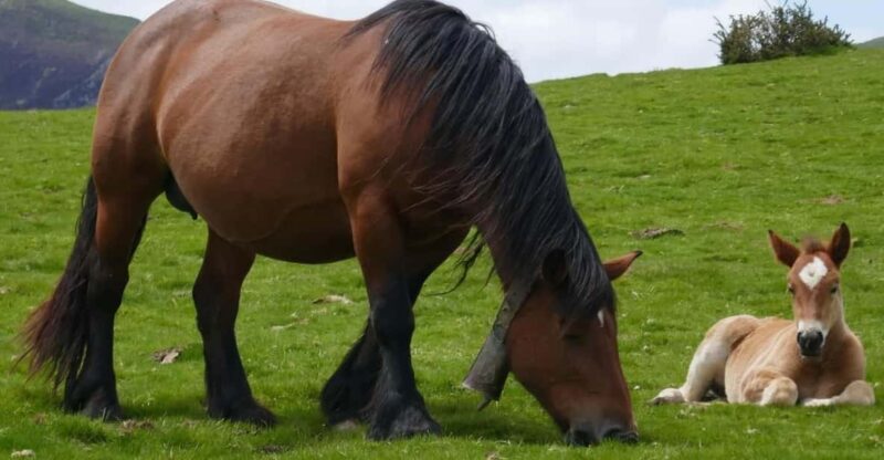 Guided tour of the 5 most beautiful towns in Basque Country - What to Expect in Terms of Timing and Logistics