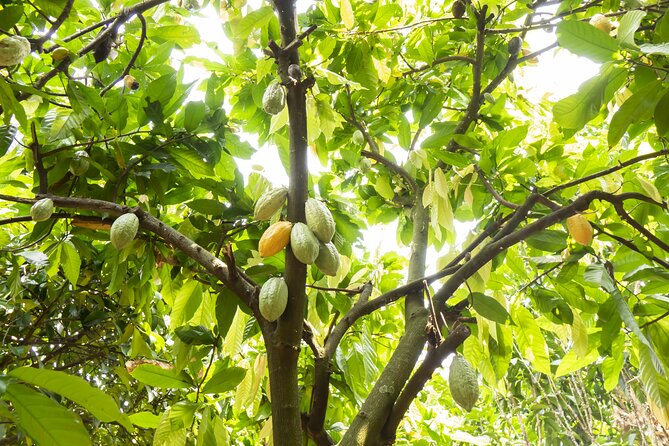 Guided Tour of the Artisan Chocolate Factory in Tuscany - Highlights of the Chocolate Tasting